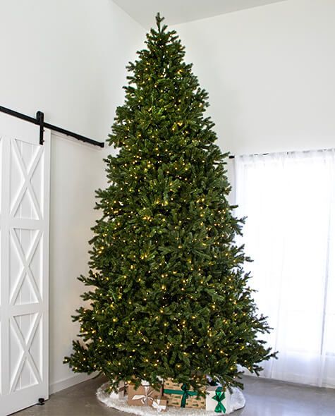 12' Indoor LED Sacred Fir Christmas Tree - Warm White – Treedrop